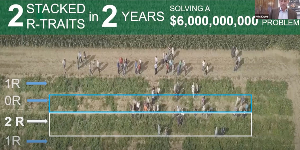 Hybrid Breeding and Hybrid True Potato Seeds - World Potato Congress