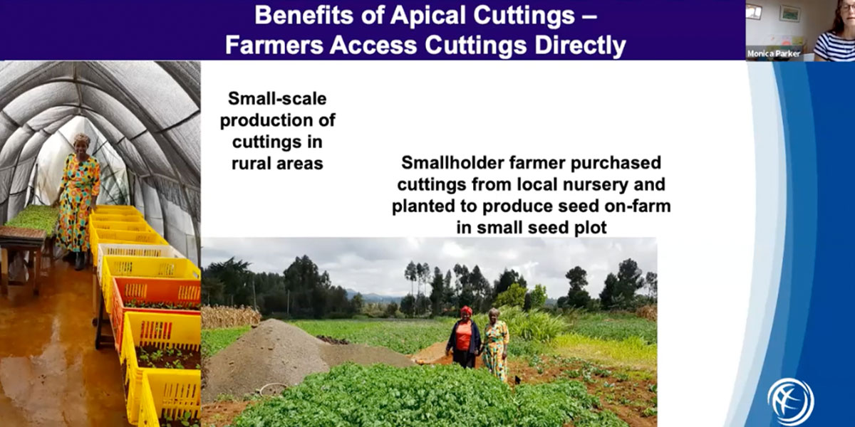 Diversified Use of Apical Cuttings to Boost Potato Seed Systems - World ...